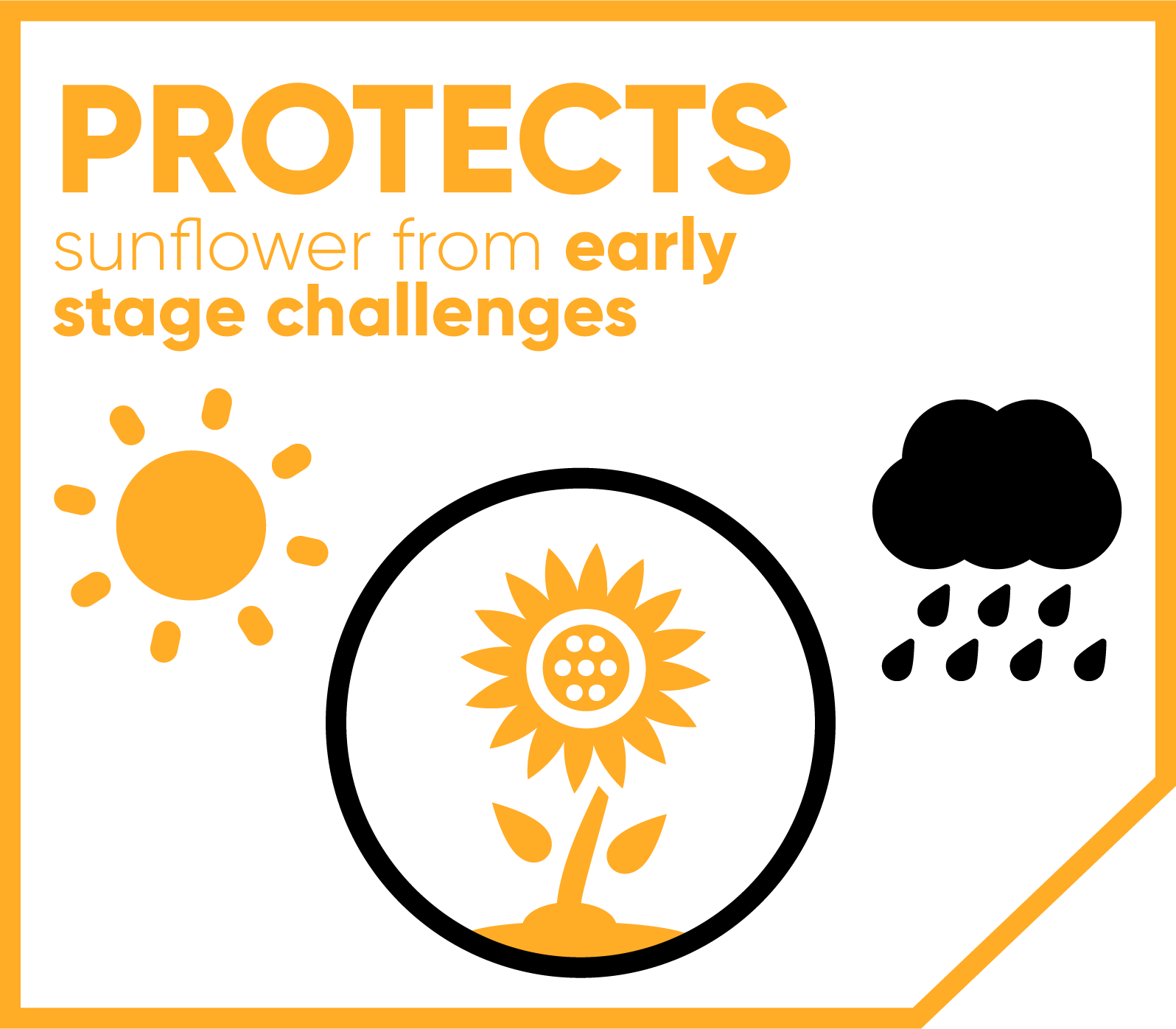 Lumisena® Fungicide Seed Treatment | Corteva Agriscience™