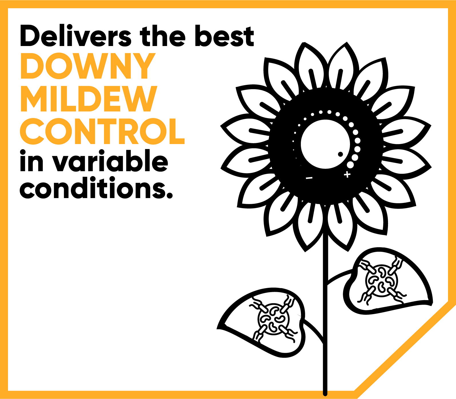 Lumisena® Fungicide Seed Treatment | Corteva Agriscience™